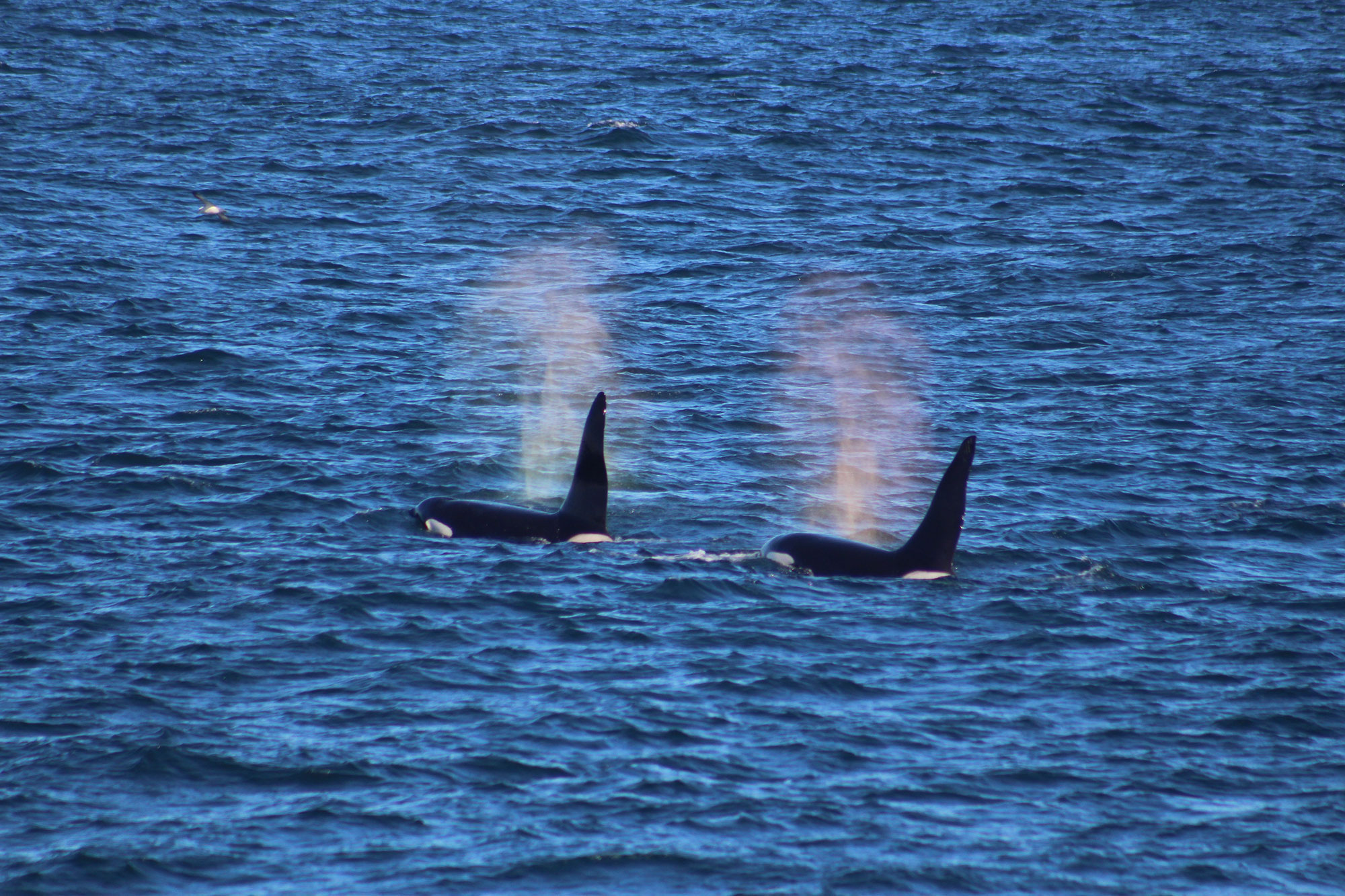 ORCA surveys resuming in 2022 - Isles of Scilly Steamship Group