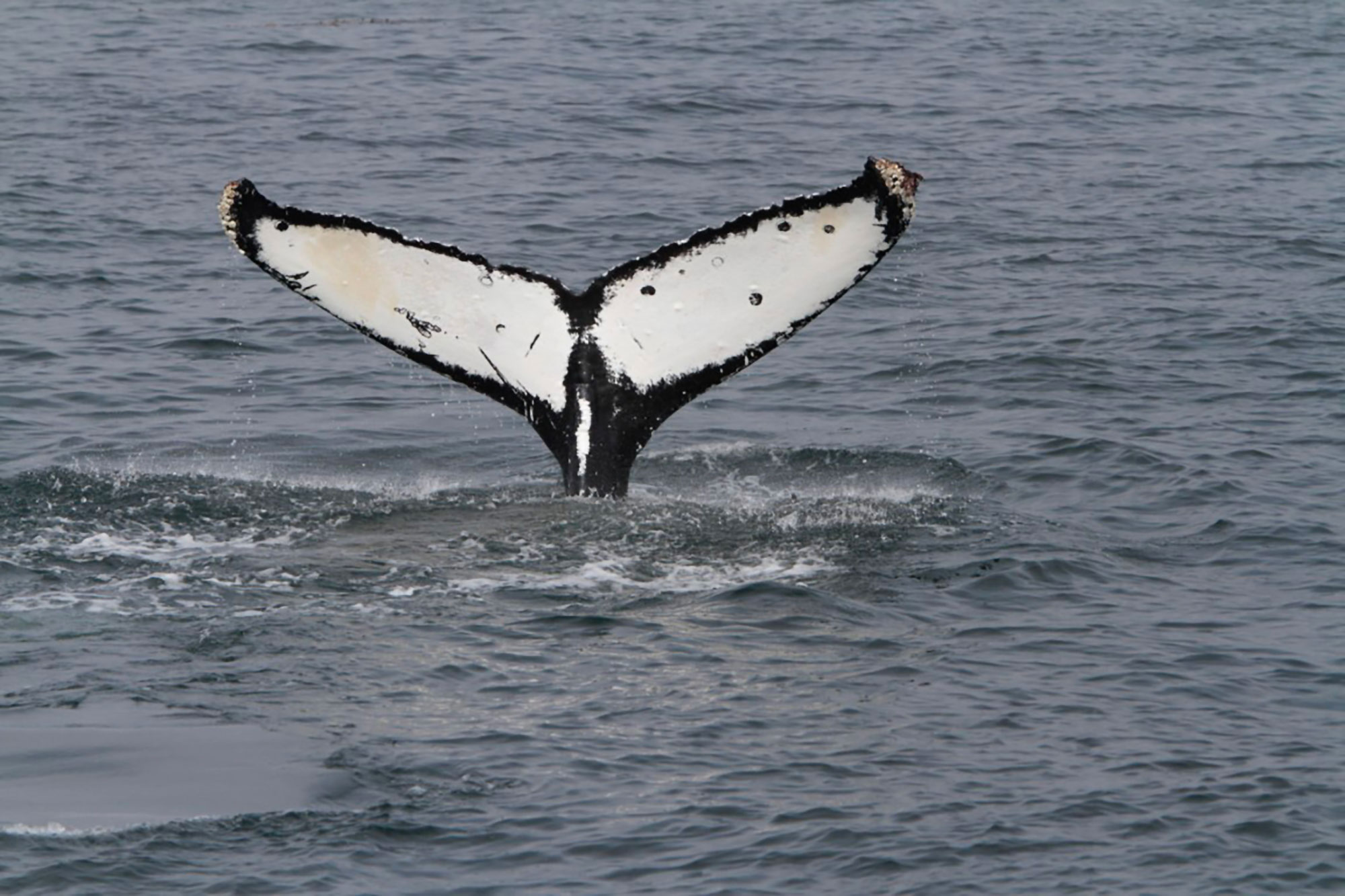 ORCA surveys resuming in 2022 - Isles of Scilly Steamship Group